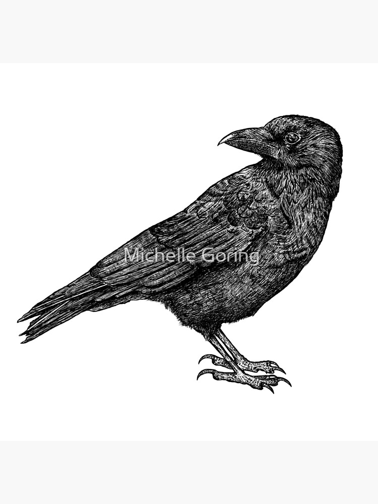 "Crow, Pen and Ink detailed drawing" Poster for Sale by Michelle Goring ...