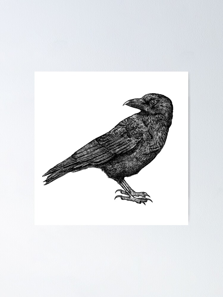 "Crow, Pen and Ink detailed drawing" Poster for Sale by Michelle Goring ...