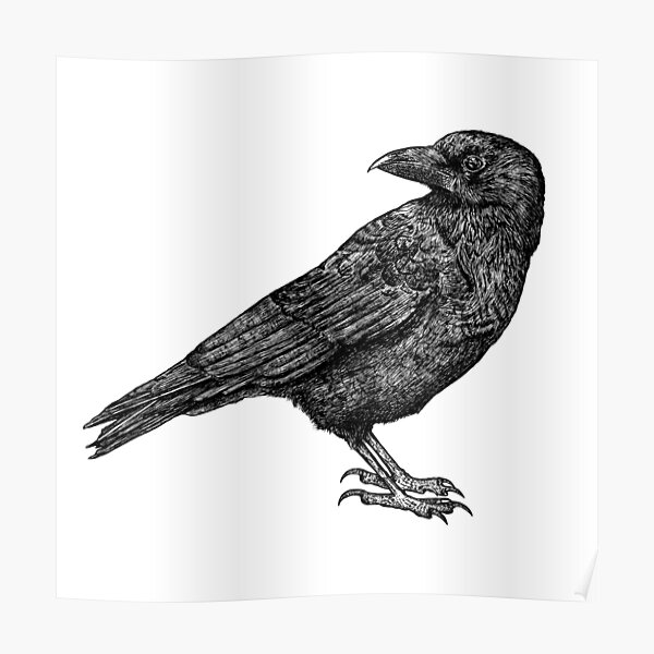 "Crow, Pen and Ink detailed drawing" Poster for Sale by Michelle Goring ...