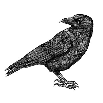 "Crow, Pen and Ink detailed drawing" Poster for Sale by Michelle Goring ...