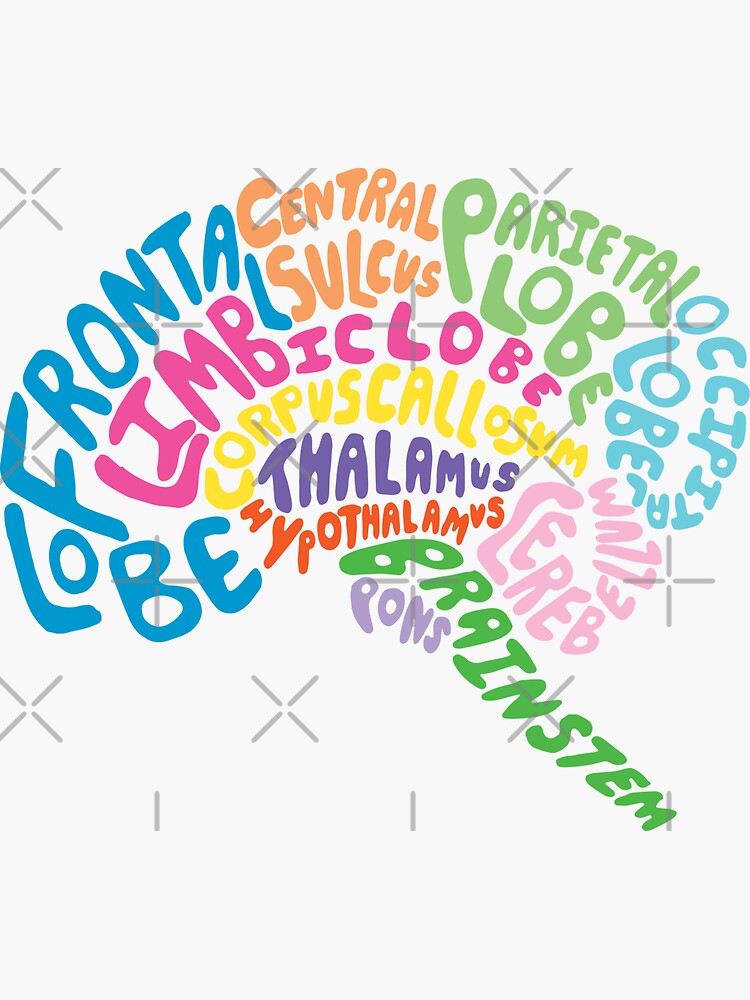 "Human Brain Anatomy using Typography" Sticker for Sale by Geek-topia ...