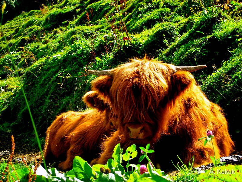 "Swedish Cows in Austria" by A. Kakuk | Redbubble