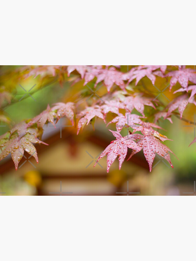"Japanese Maple Tree" Sticker for Sale by geep44 | Redbubble