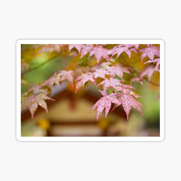 "Japanese Maple Tree" Sticker for Sale by geep44 | Redbubble