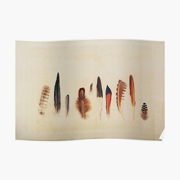 "Feather Study no. 1" Poster for Sale by riotjane | Redbubble