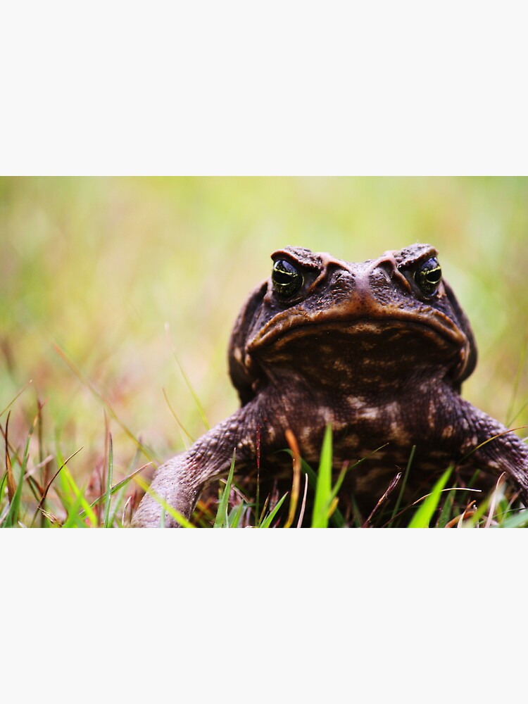 "Angry Toad" Poster for Sale by marvinvantonder | Redbubble