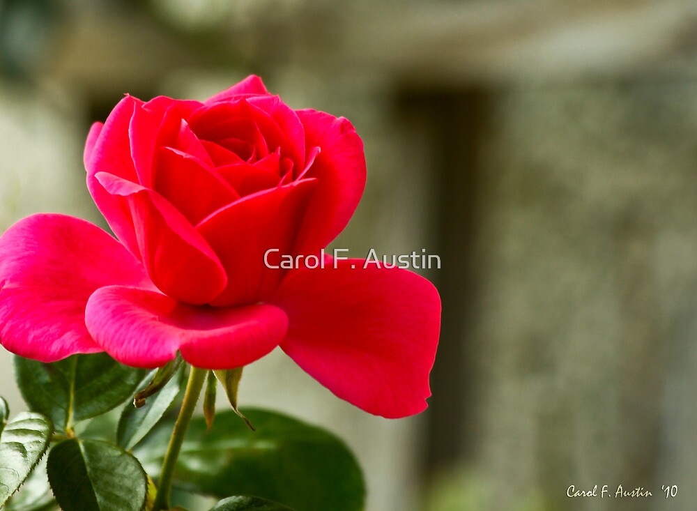 "Red Roses For You My Love" by Carol F. Austin | Redbubble