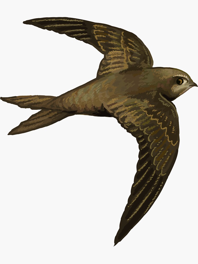"common swift" Sticker for Sale by tytonidae | Redbubble