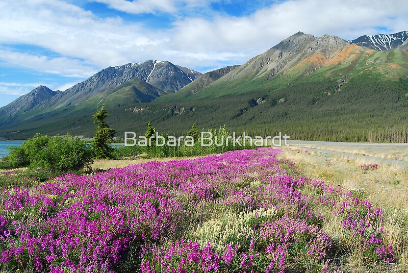 "When it's Spring Time - Yukon Territory ` Canada" by Barbara Burkhardt ...