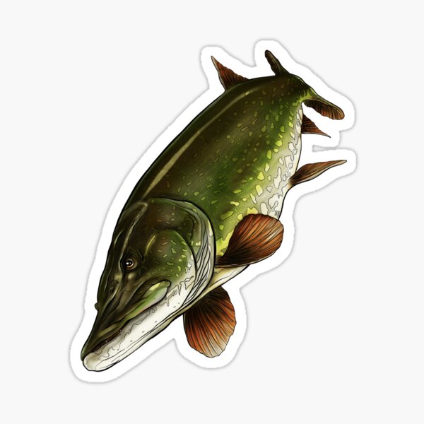 "Pike 4" Sticker by slashgrafik | Redbubble