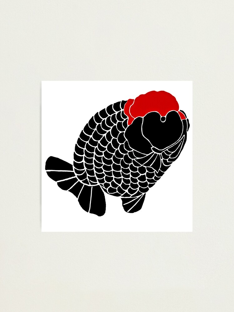 "Ranchu Red Cap Full Black Goldfish Solo Logo" Photographic Print for ...