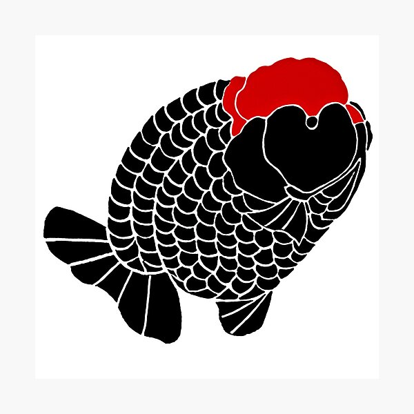 "Ranchu Red Cap Full Black Goldfish Solo Logo" Photographic Print for ...