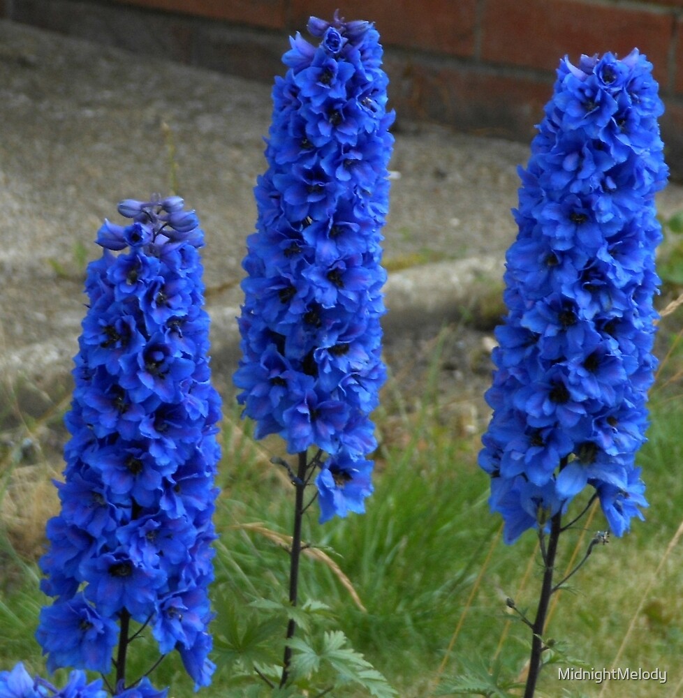 "Royal Blue Delphiniums" by MidnightMelody | Redbubble