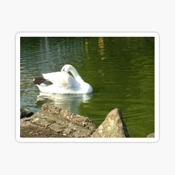 "M.I. #46 |☼| Swan - Shot 4 (Pearson Park)" Sticker for Sale by Naean ...