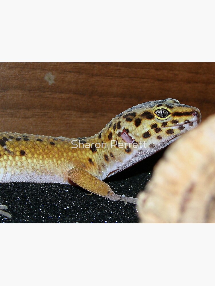 "Sam - A Leopard gecko" Poster by wildaboutphotos | Redbubble