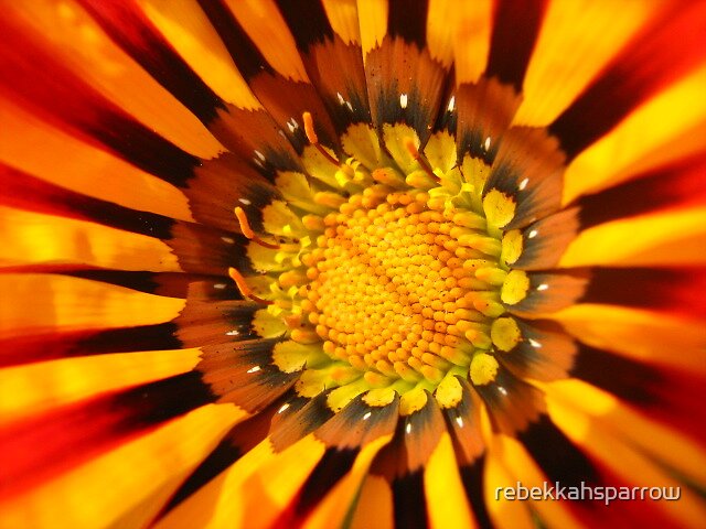 "Burnt Orange Sunburst - Roadside Daisy" by rebekkahsparrow | Redbubble