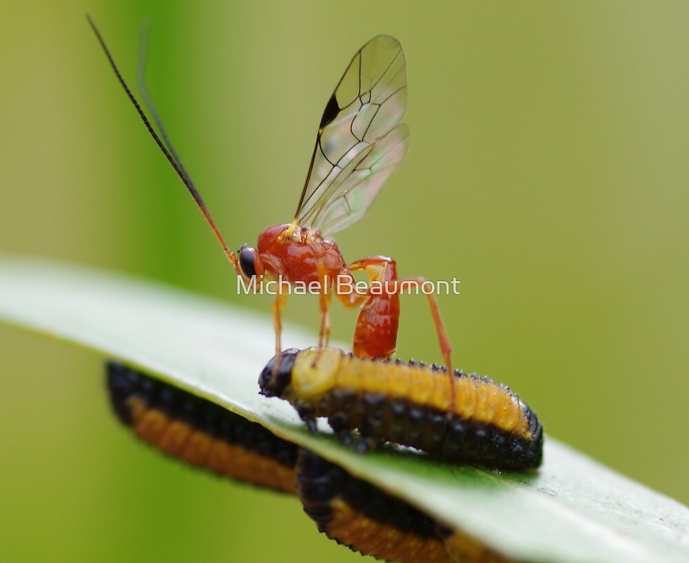 "predatory wasp" von Michael Beaumont | Redbubble