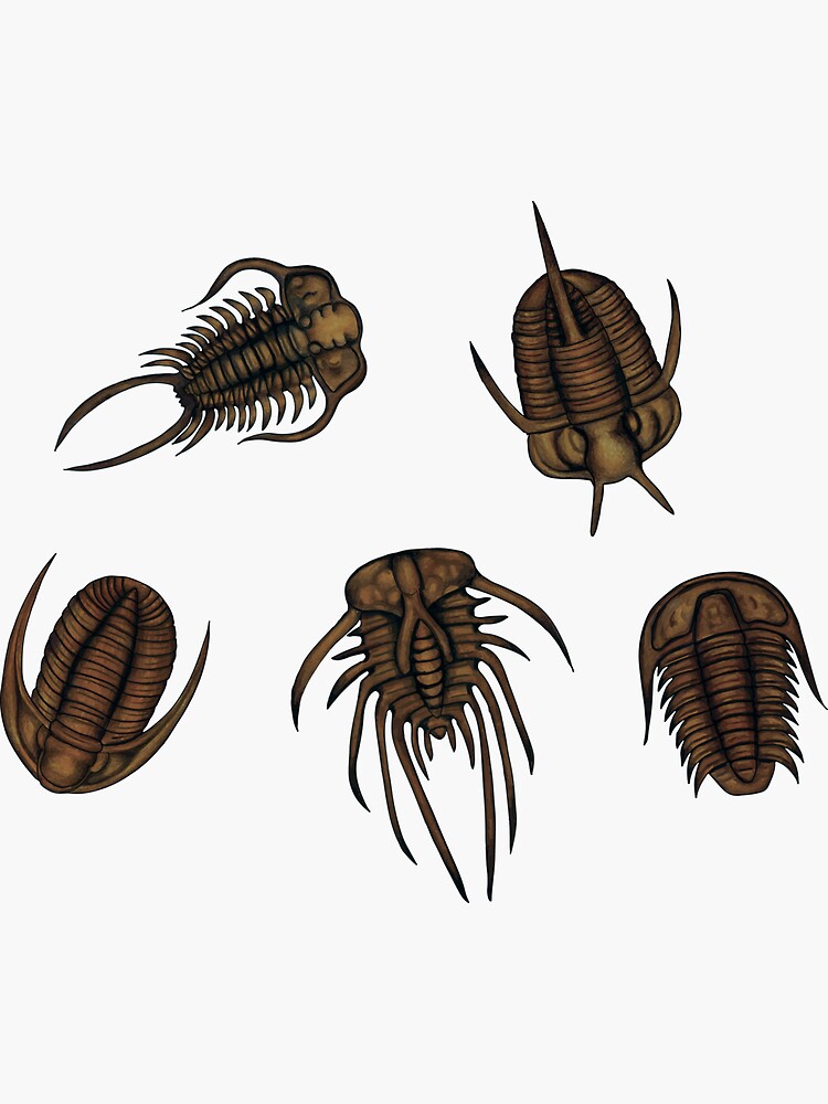 "Trilobites - Marine Fossil Pattern" Sticker for Sale by somecallmebeth ...
