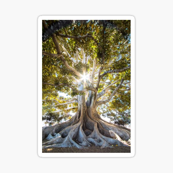 "ETERNAL TREE" Sticker by SabraHardy | Redbubble