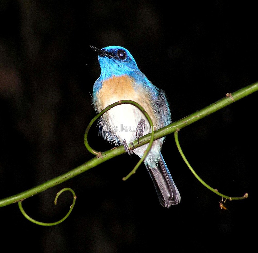 "Blue bird at night, Rain Forest, Borneo" by suellewellyn | Redbubble