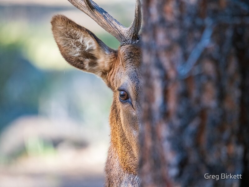"The Watcher" by Greg Birkett | Redbubble