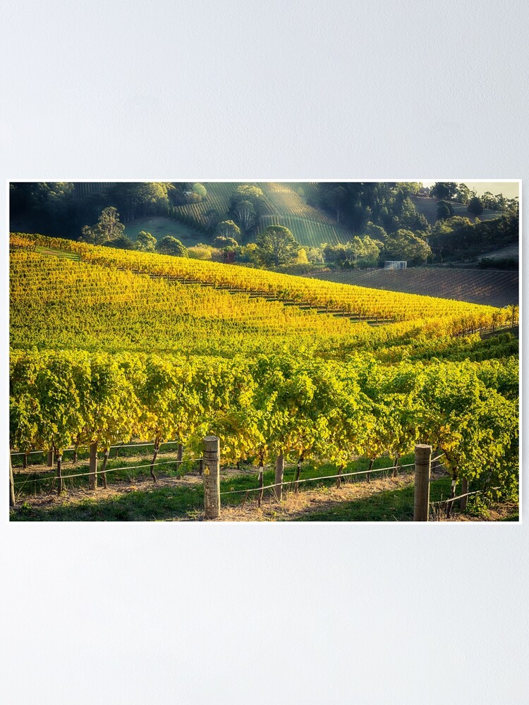 "Grape Expectations" Poster by RayW | Redbubble