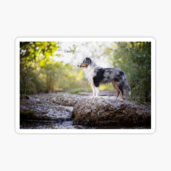 "Blue Merle Sheltie Bobby" Sticker for Sale by hadissima | Redbubble
