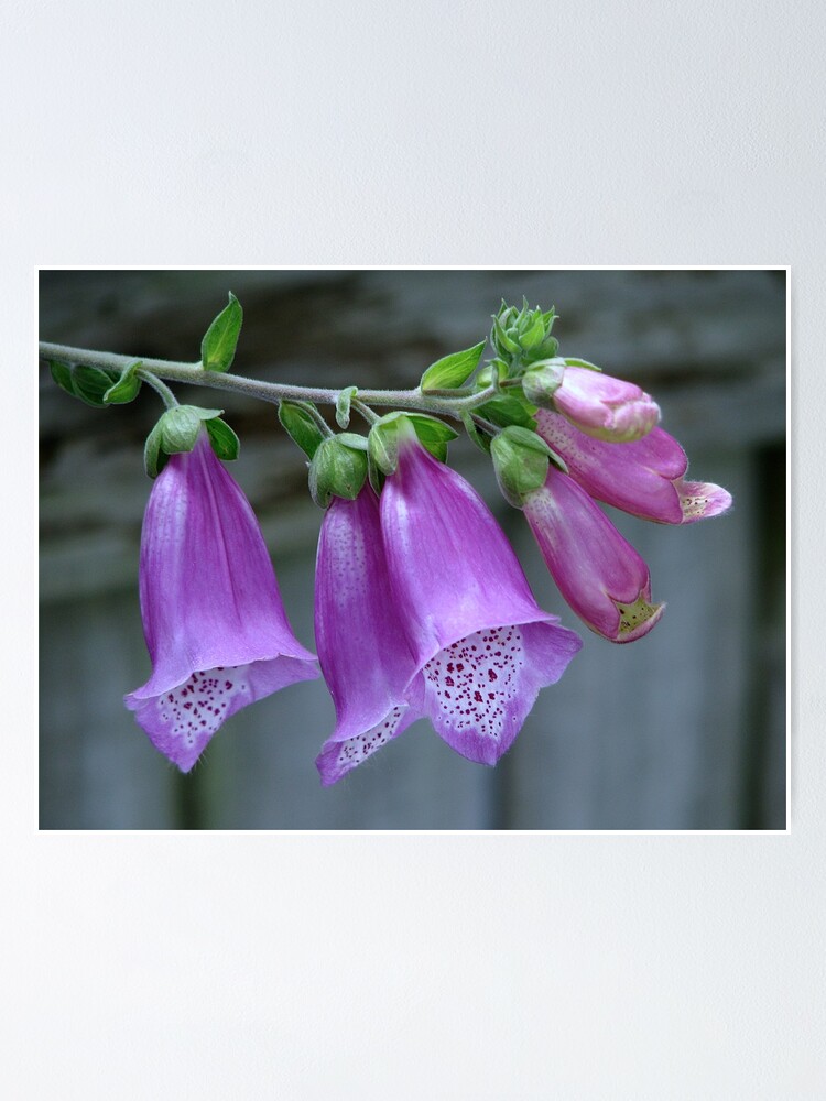 "A Foxglove" Poster by wildaboutphotos | Redbubble
