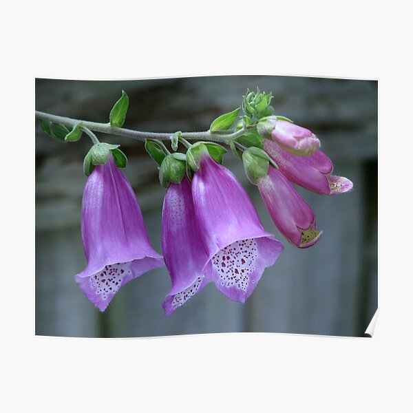 "A Foxglove" Poster by wildaboutphotos | Redbubble