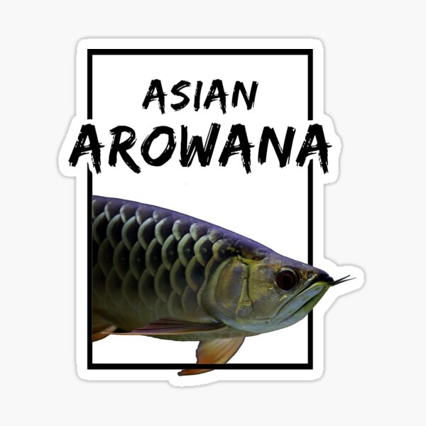 "Asian Arowana Monster Fish" Sticker for Sale by JRRTs | Redbubble