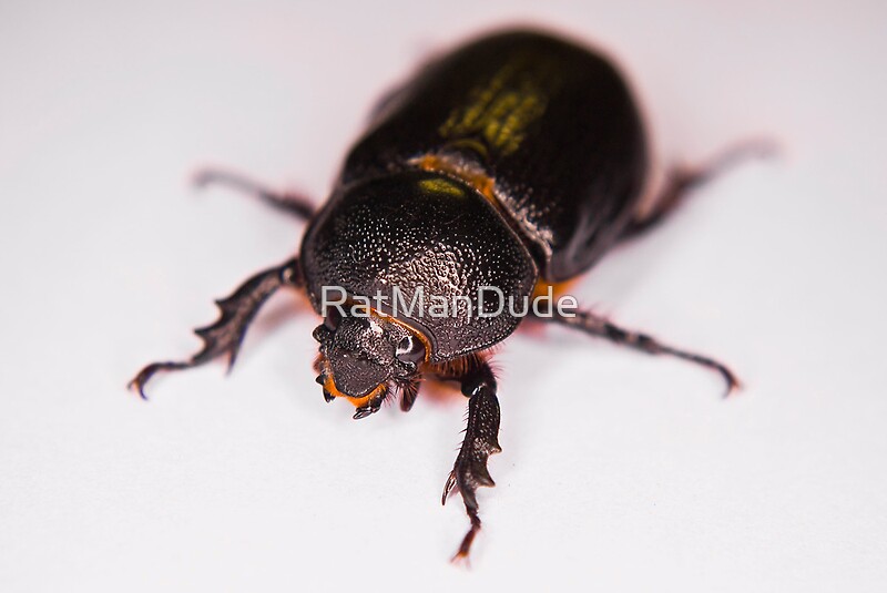 "African Black Beetle" by RatManDude | Redbubble
