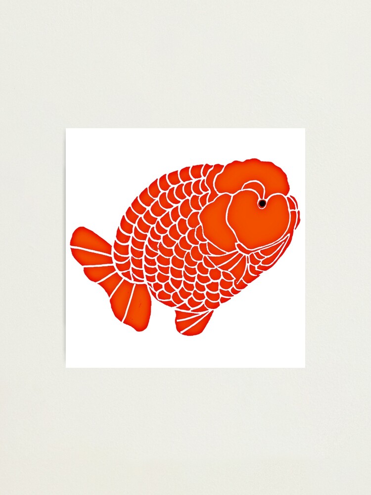 "Full Red Ranchu Goldfish Logo in White background" Photographic Print ...
