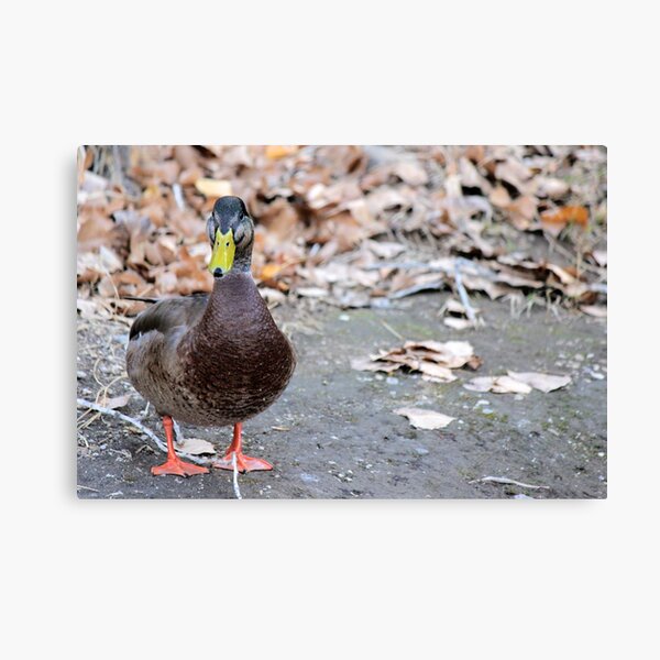 Sabino Canyon Gifts & Merchandise | Redbubble