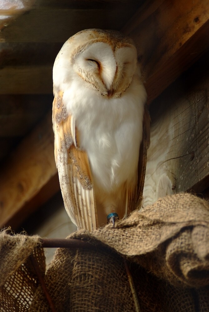 "Barn Owl Sleeping" by evenretep | Redbubble
