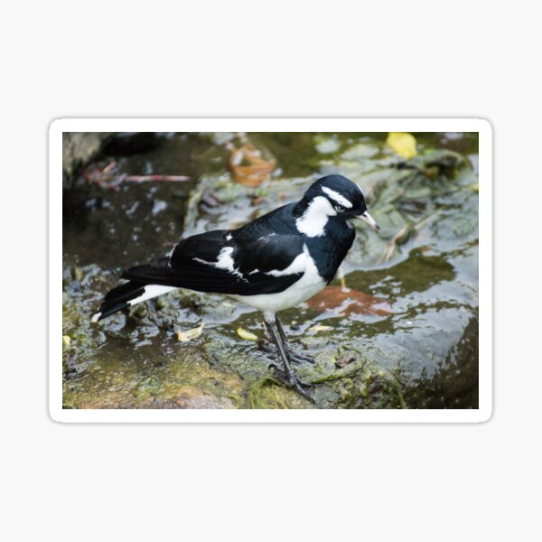 "Magpie Lark" Sticker for Sale by LizardSpirit | Redbubble