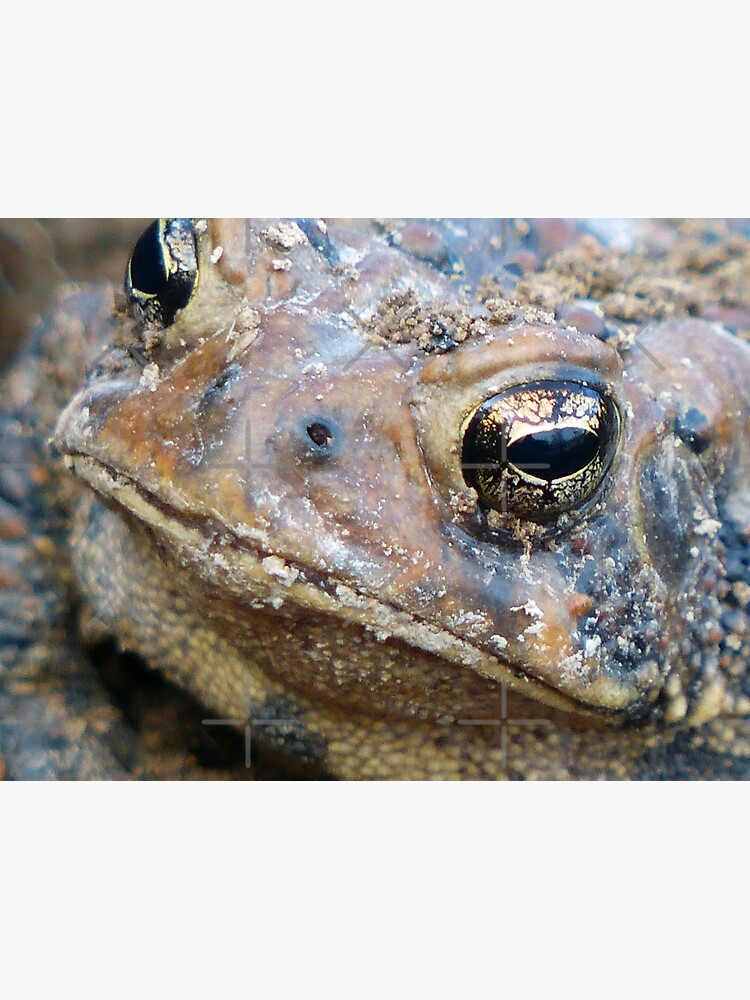 "Toad Face" Sticker for Sale by FrankieCat | Redbubble