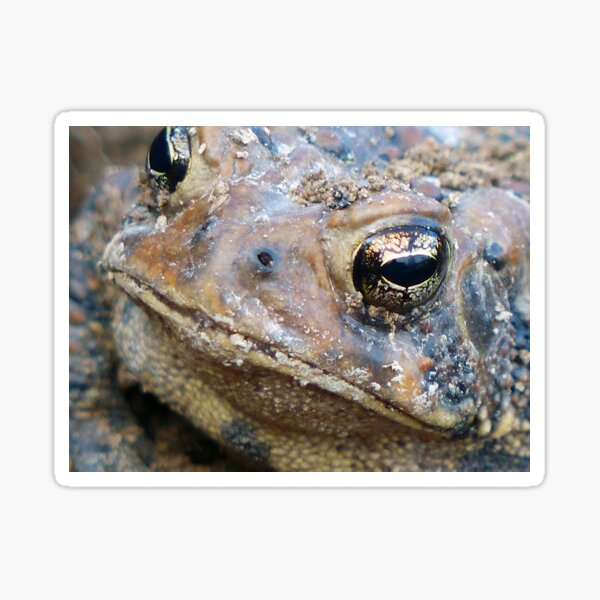 "Toad Face" Sticker for Sale by FrankieCat | Redbubble