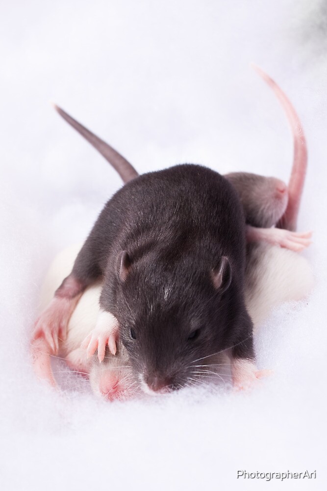 "Cute rats playing in fluff" by PhotographerAri | Redbubble