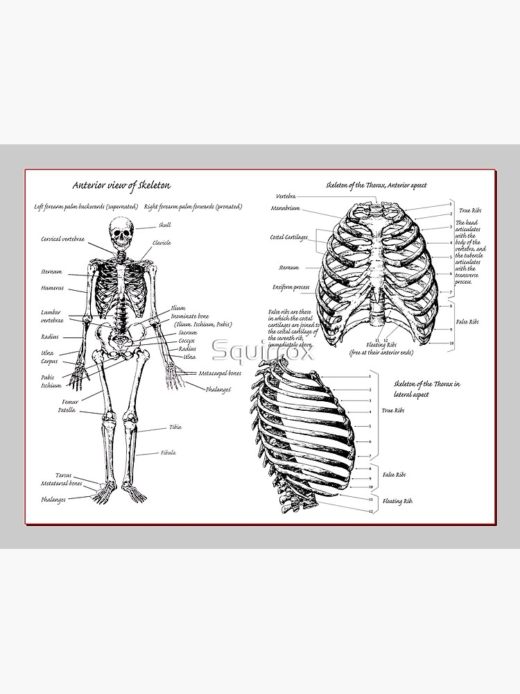 "The bones of the human skeleton." Poster for Sale by Squirrox | Redbubble