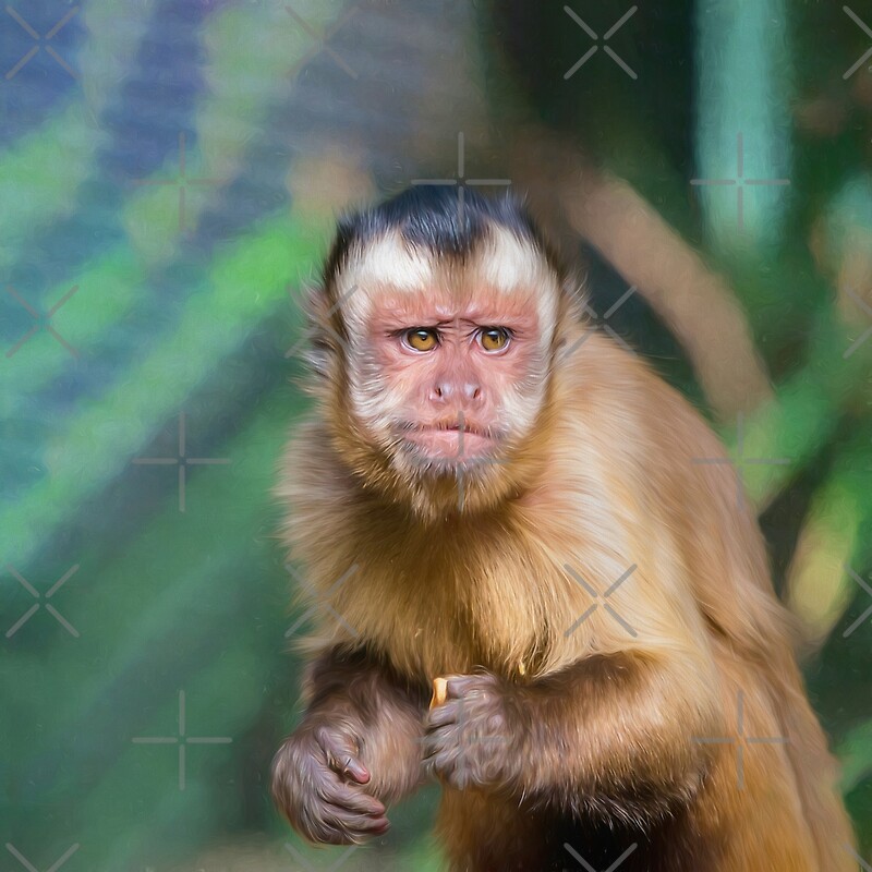 "Cute Capuchin Monkey (digital painting)" by Ray Warren | Redbubble