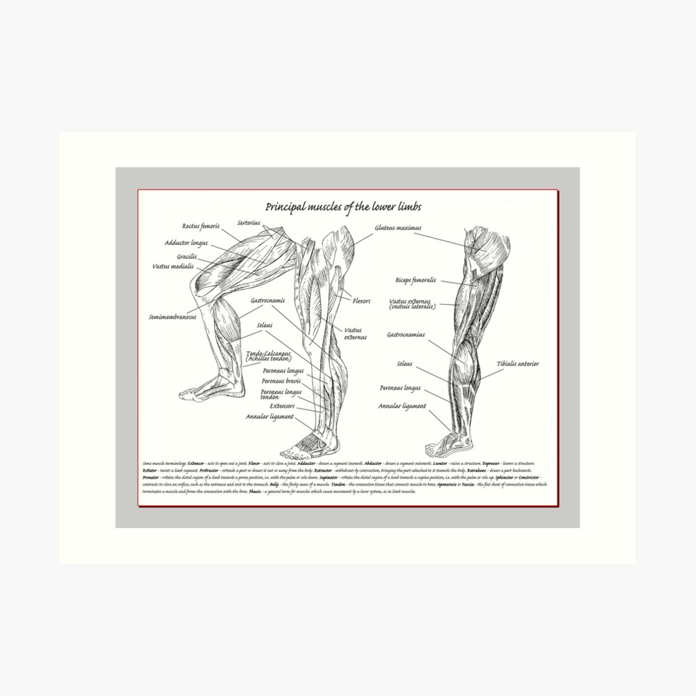 Lower Limb Drawing