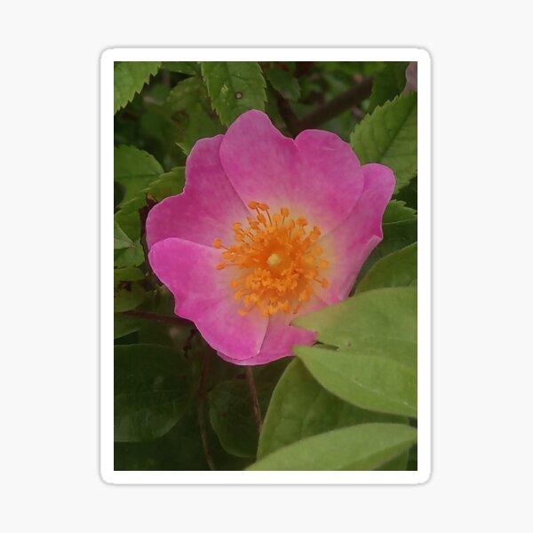 "Süßer Briar # 2" Sticker von Kimberlin6 | Redbubble