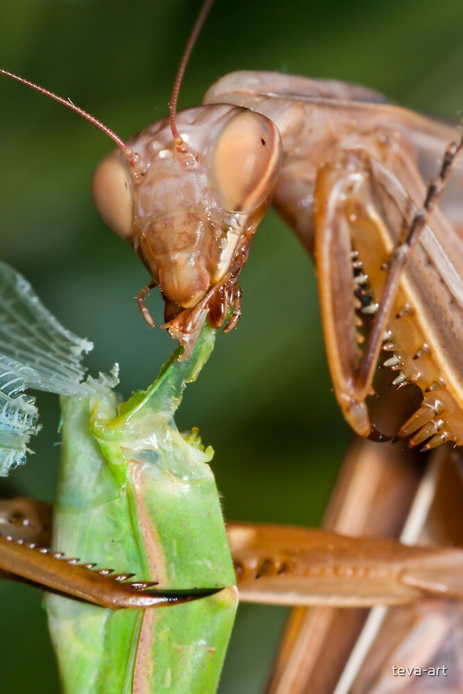 "Headless mating mantis - detail" by teva-art | Redbubble
