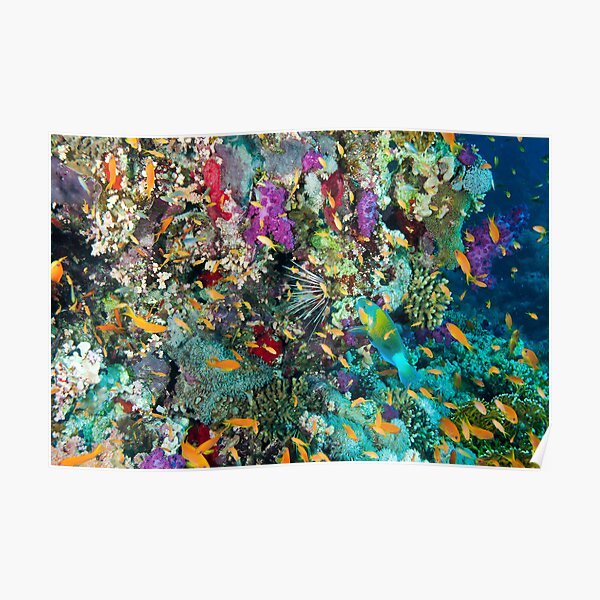 Coral Posters | Redbubble