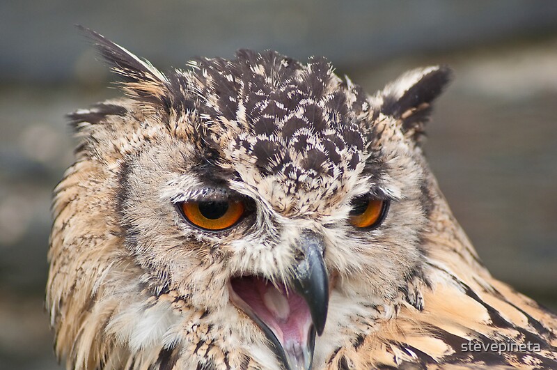 "Angry Owl" by stevepineta | Redbubble