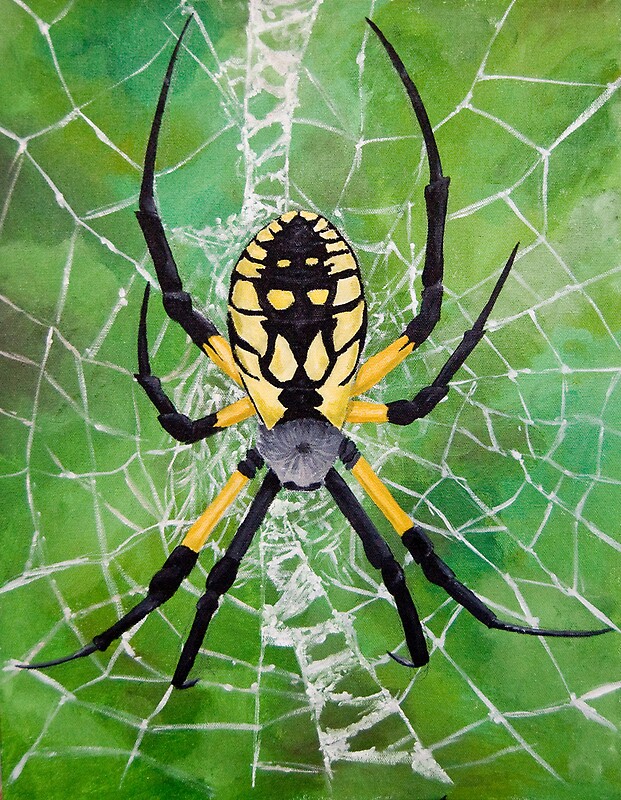 "Marbled Orb Weaver - Ohio" by Justin Overholt | Redbubble