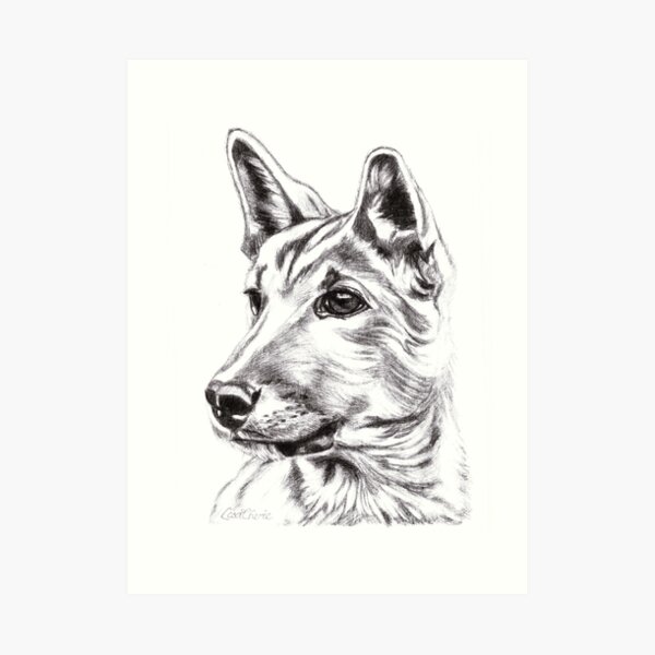 Dingo Art Prints | Redbubble