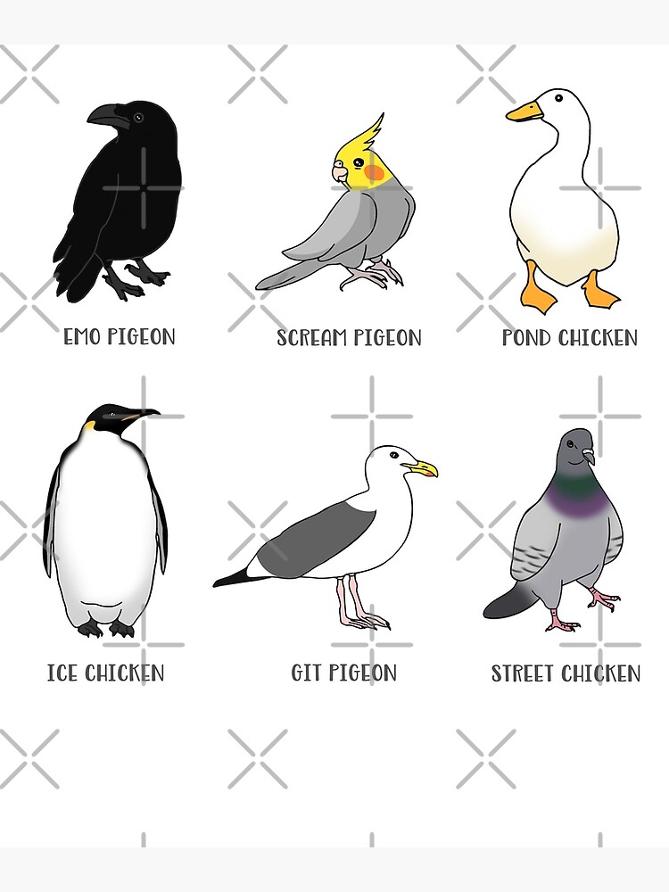 "crow emo pigeon, penguin ice chicken, pigeon street chicken, duck pond ...