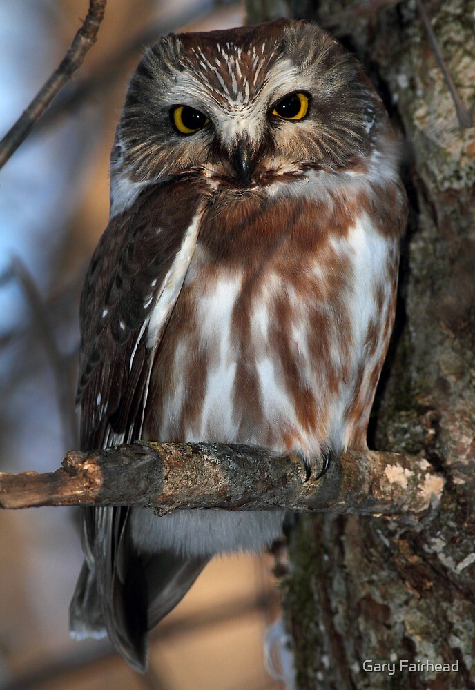 "Northern Sawhet Owl" by Gary Fairhead | Redbubble