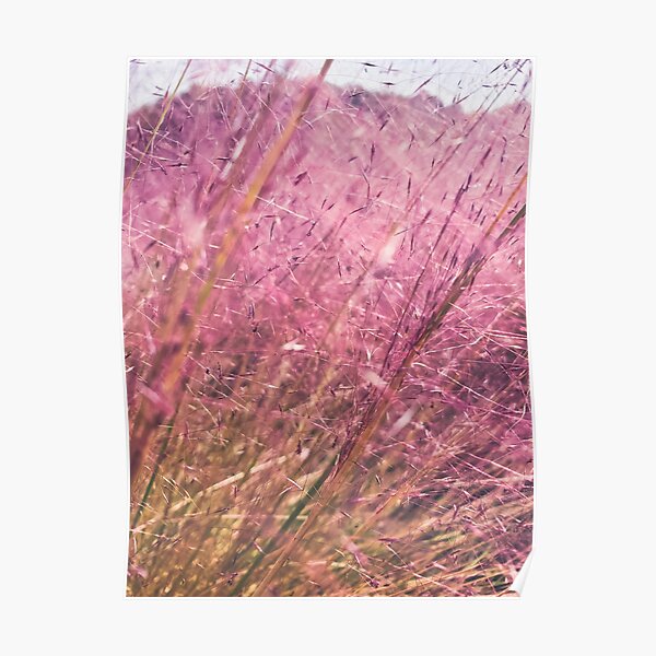 "Pink Muhly Grass" Poster by erikathomas998 | Redbubble